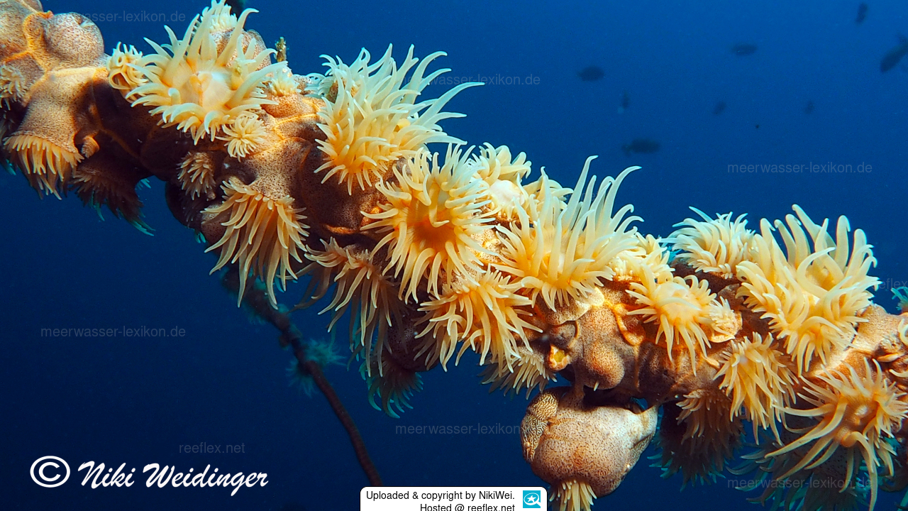 Nemanthus annamensis Zebra striped gorgonian wrapper