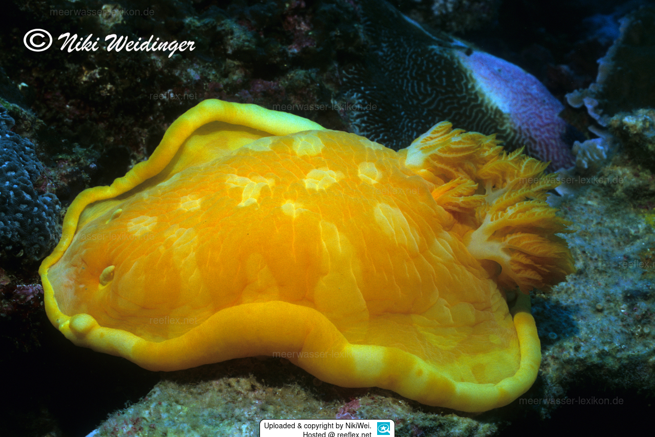 Hexabranchus giganteus Gigantische Spanische Tänzerin