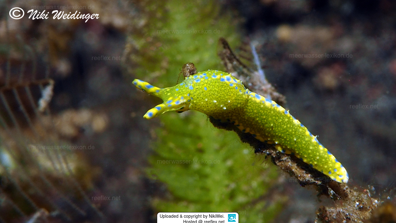 Oxynoe viridis Supsucking Slug, Sacoglossa