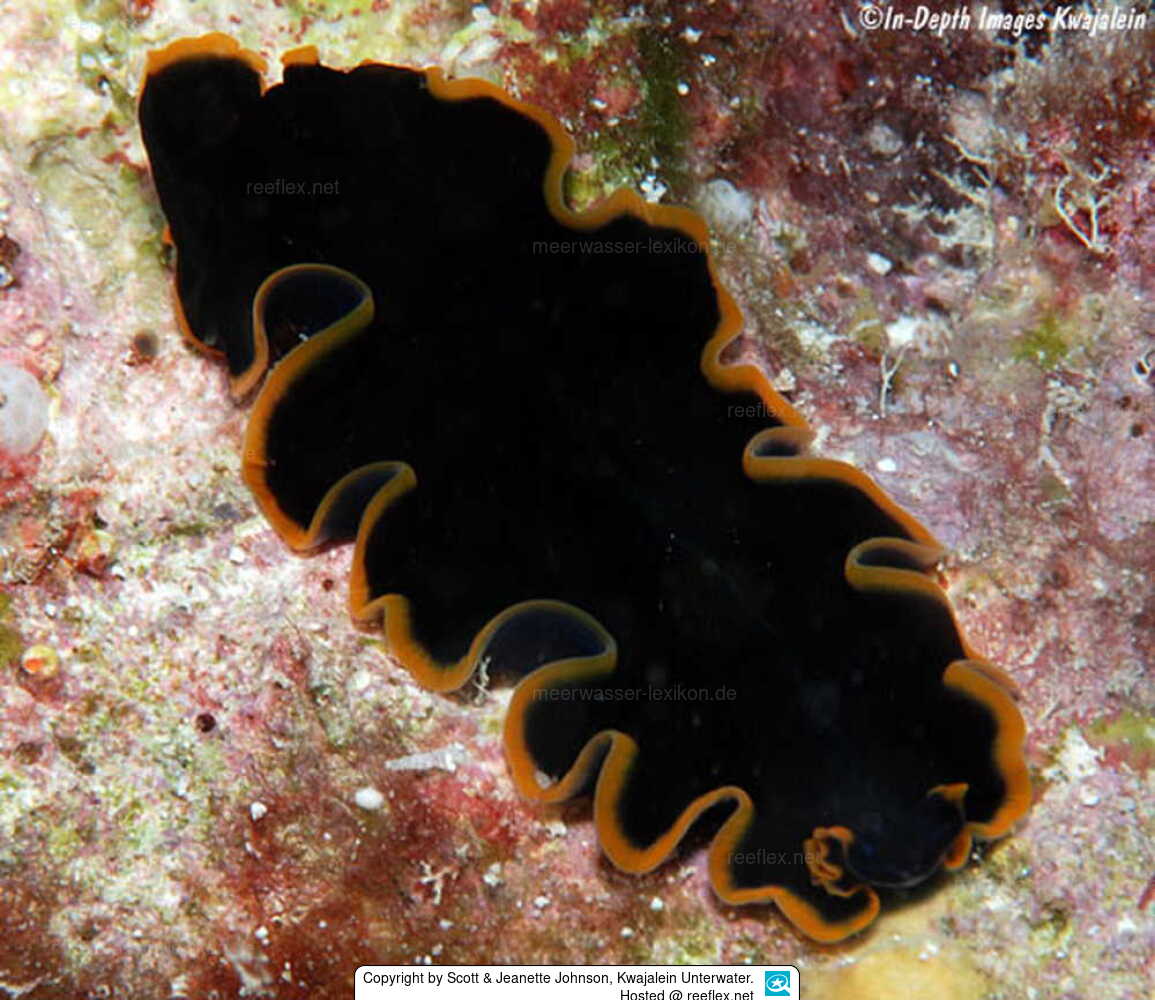 Pseudobiceros splendidus Orange-Margin Flatworm
