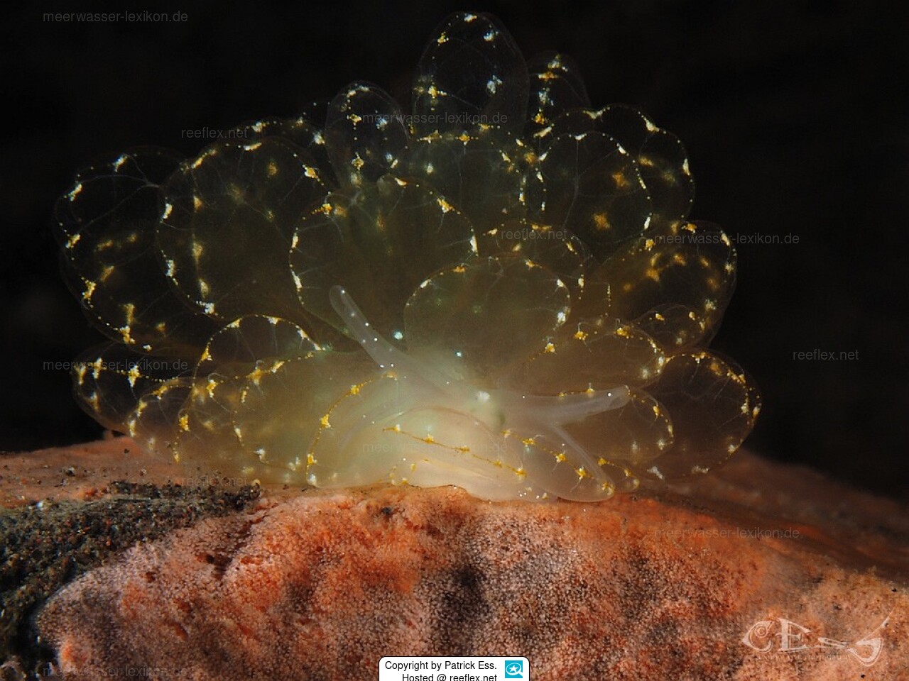 Cyerce elegans Butterfly Cyerce Nudibranch, Elegant Cyerce