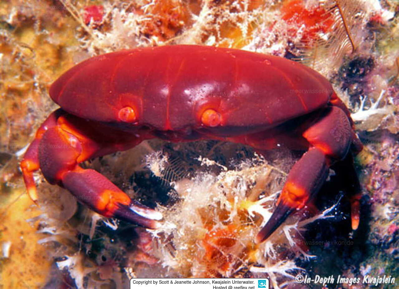 Liomera cinctimanus Colorful Reef Crab