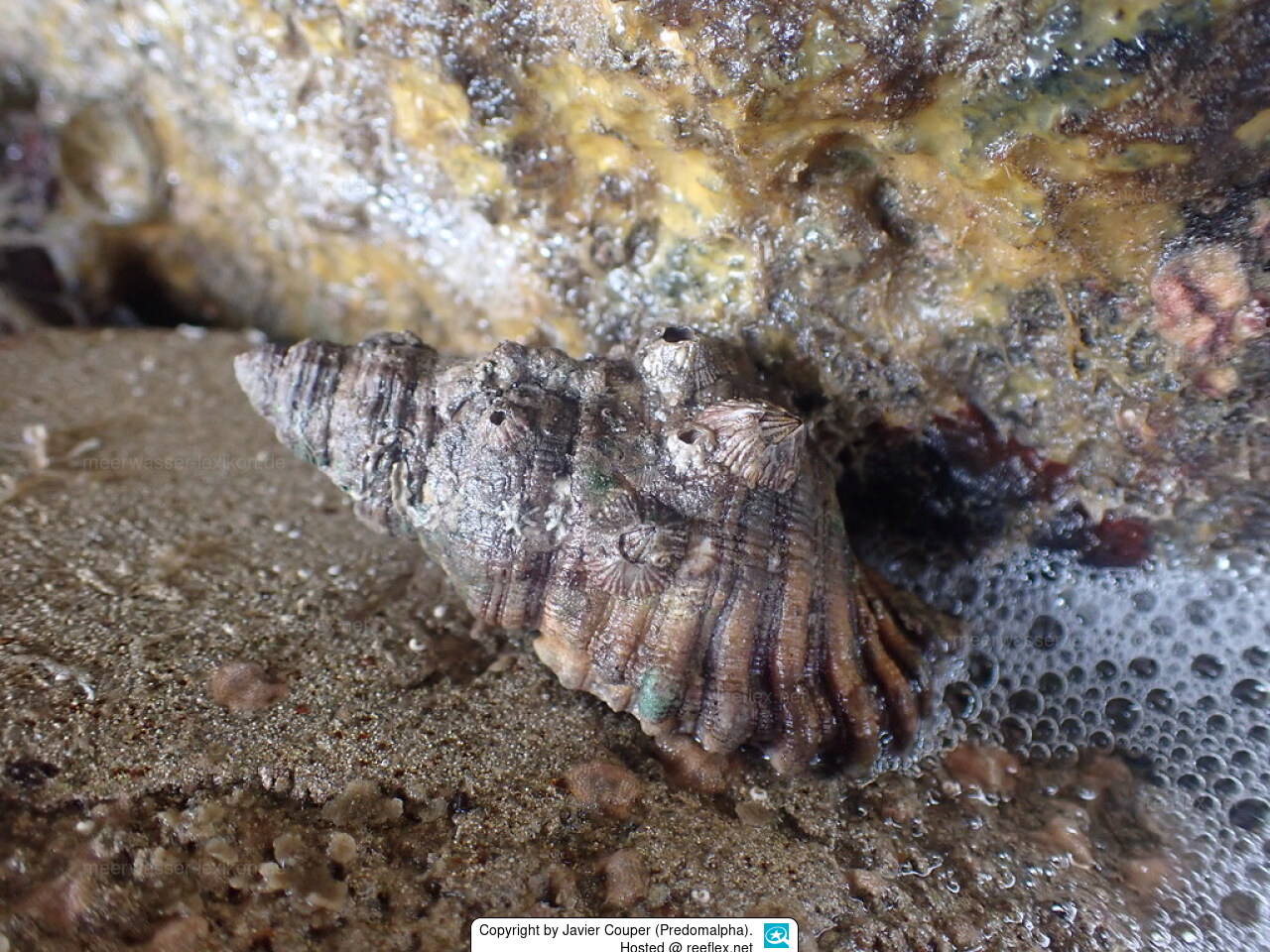 Cabestana spengleri Spenglers Trumpet, Sydney Rock Whelk; Spengler's Triton