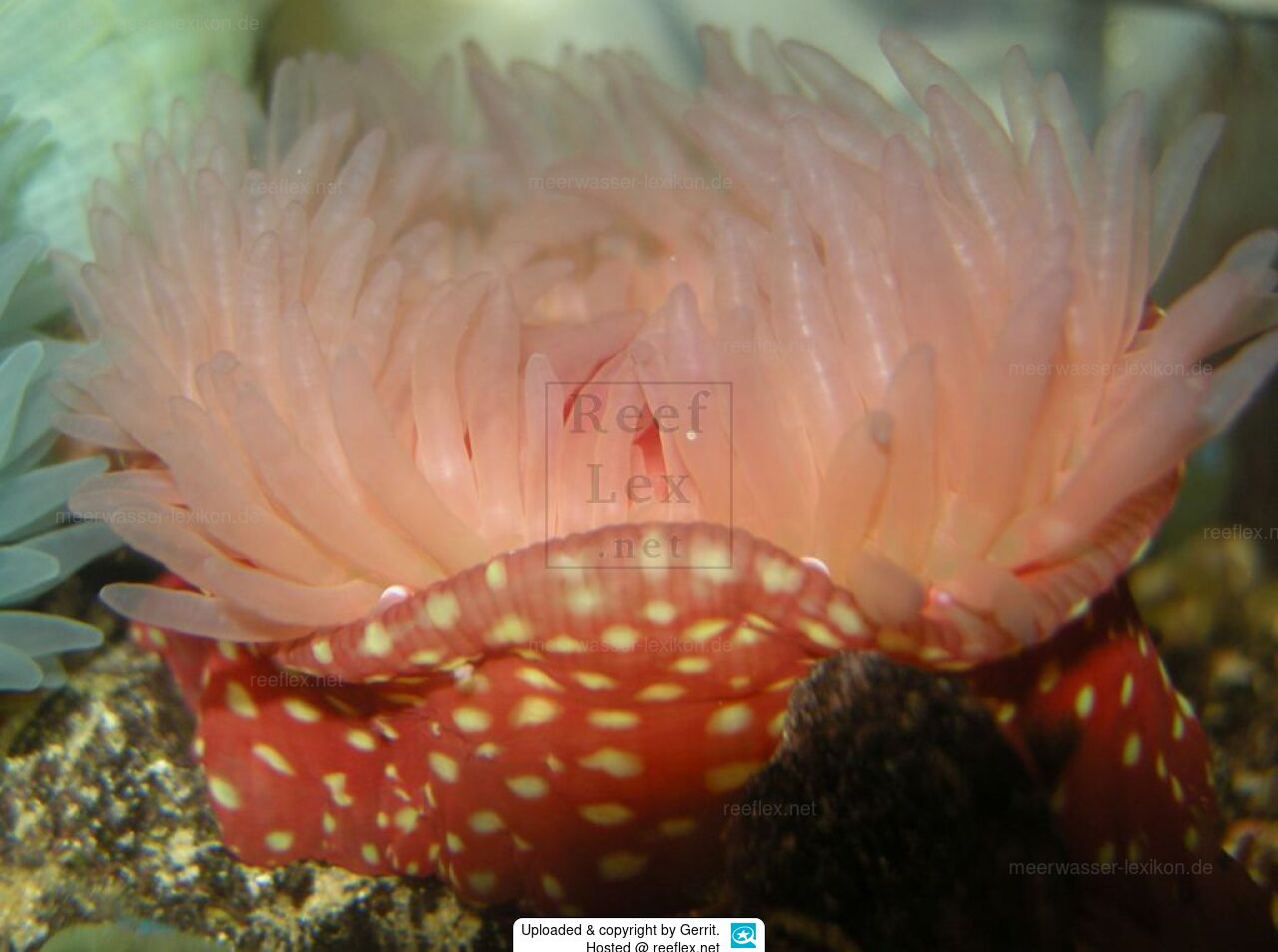 Actinia fragacea Beadlet Anemone