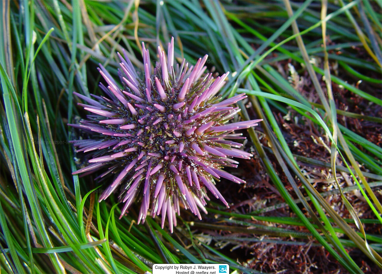 Strongylocentrotus purpuratus Purple Sea Urchin, Purple urchin