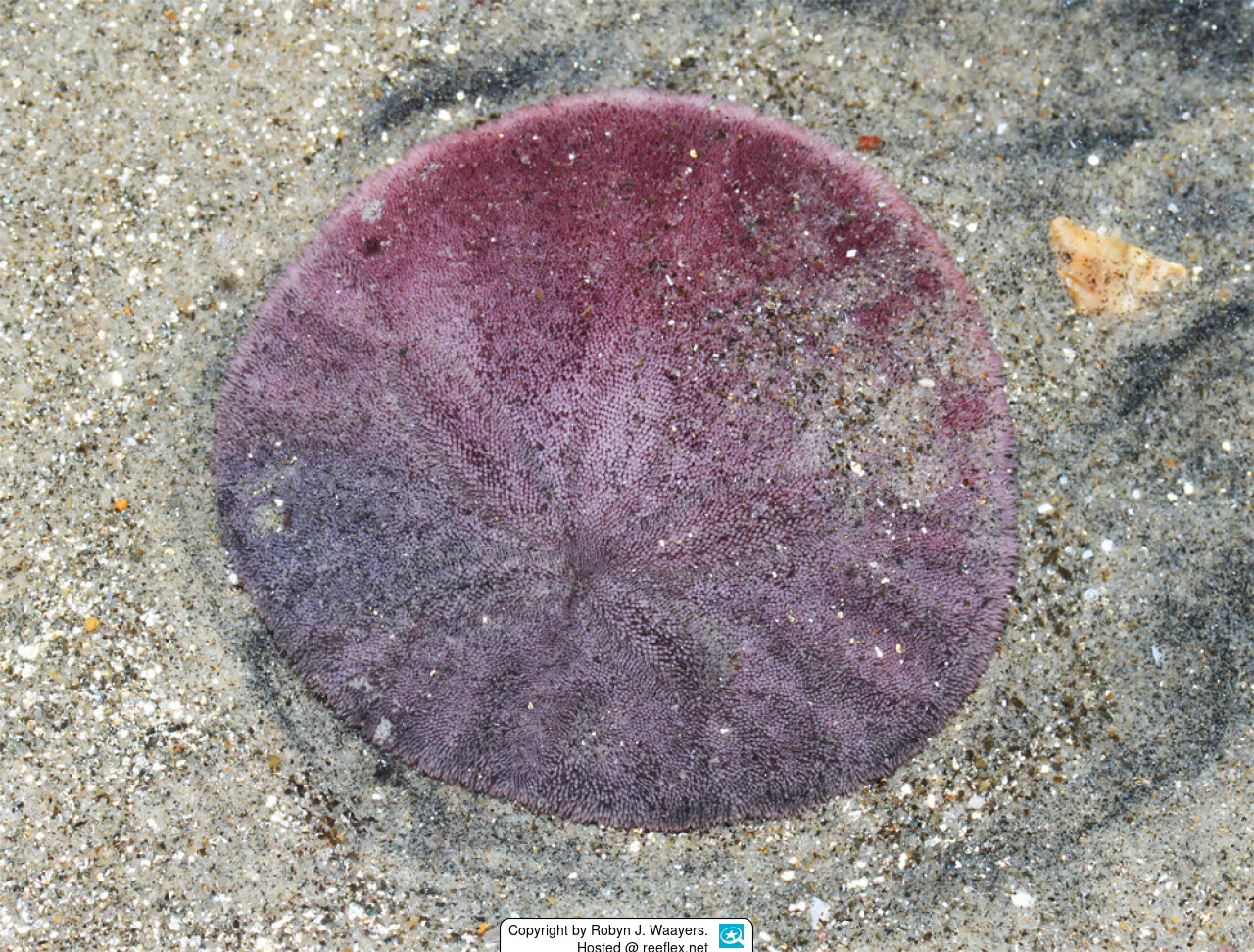 Dendraster excentricus Exzentrischer Sanddollar, Pazifischer Sanddollar