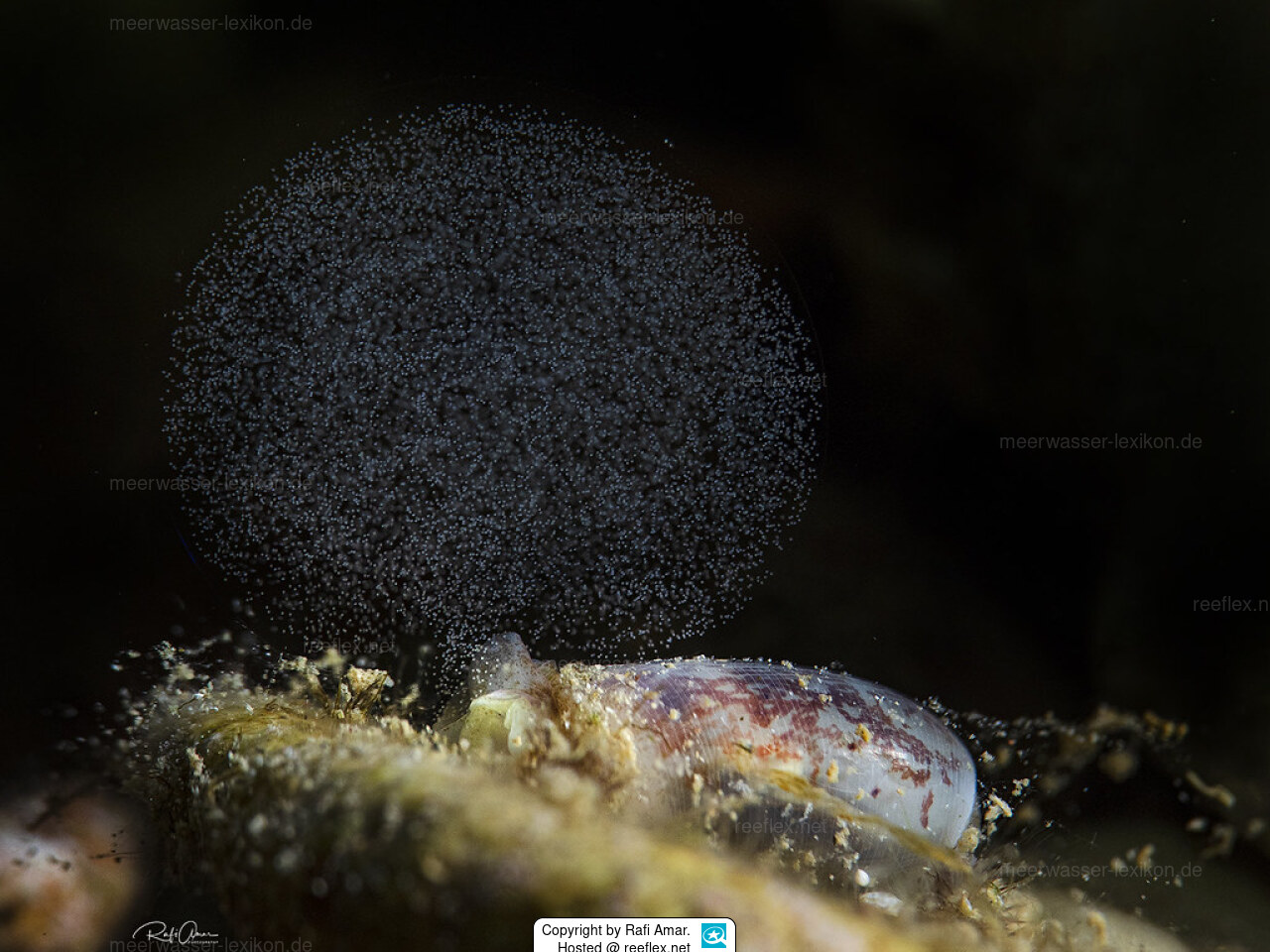 Diniatys dentifer Gezahnte-Blasenschnecke