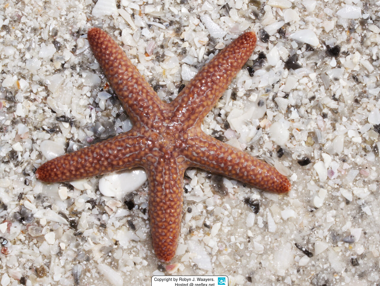 Echinaster (Othilia) sentus Red Spiny Starfish
