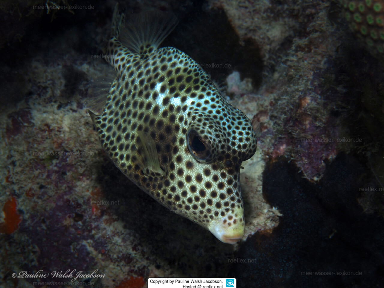 Lactophrys bicaudalis Spotted trunkfish