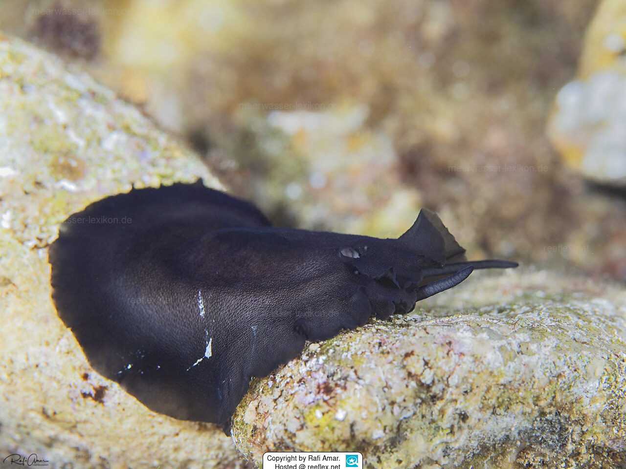 Scutus antipodes Short Shield Limpet, Elephant Snail, Duck Bill