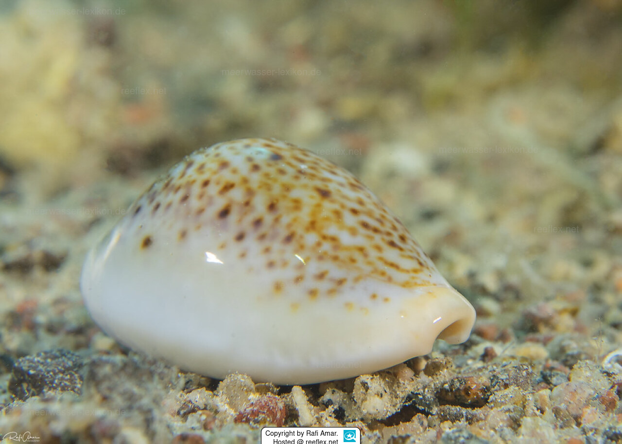 Naria turdus Thrush Cowry