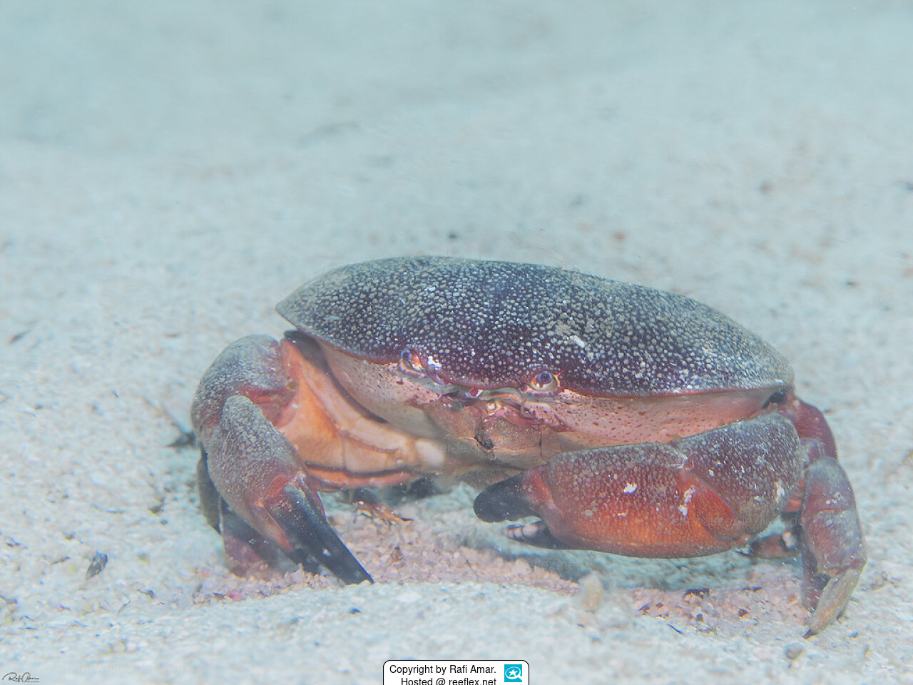 Atergatis roseus Riffkrabbe, Rundkrabbe