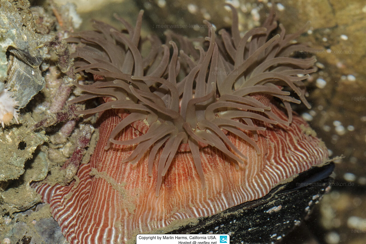 Epiactis lisbethae Brooding Anemone, Giant Brooding Anemone