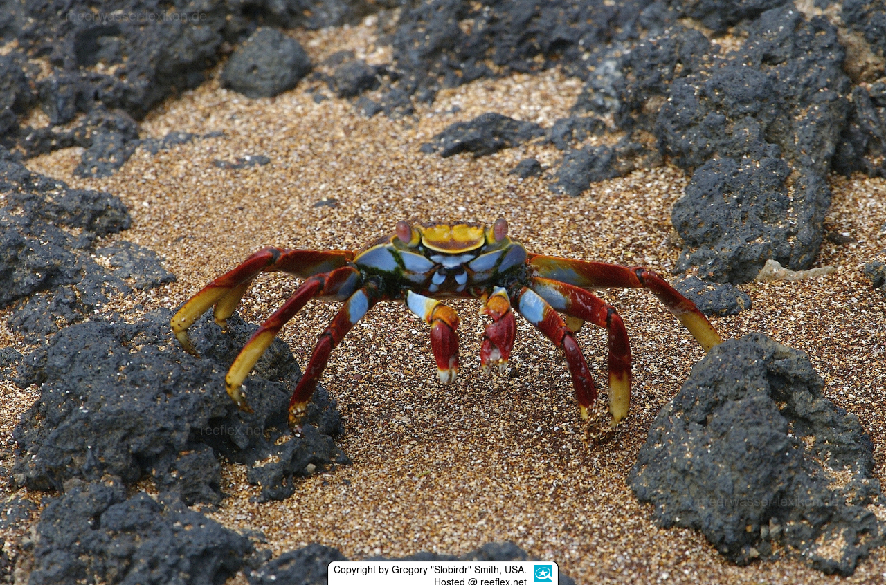 Grapsus grapsus Sally Lightfoot Crab, Mottled Shore Crab