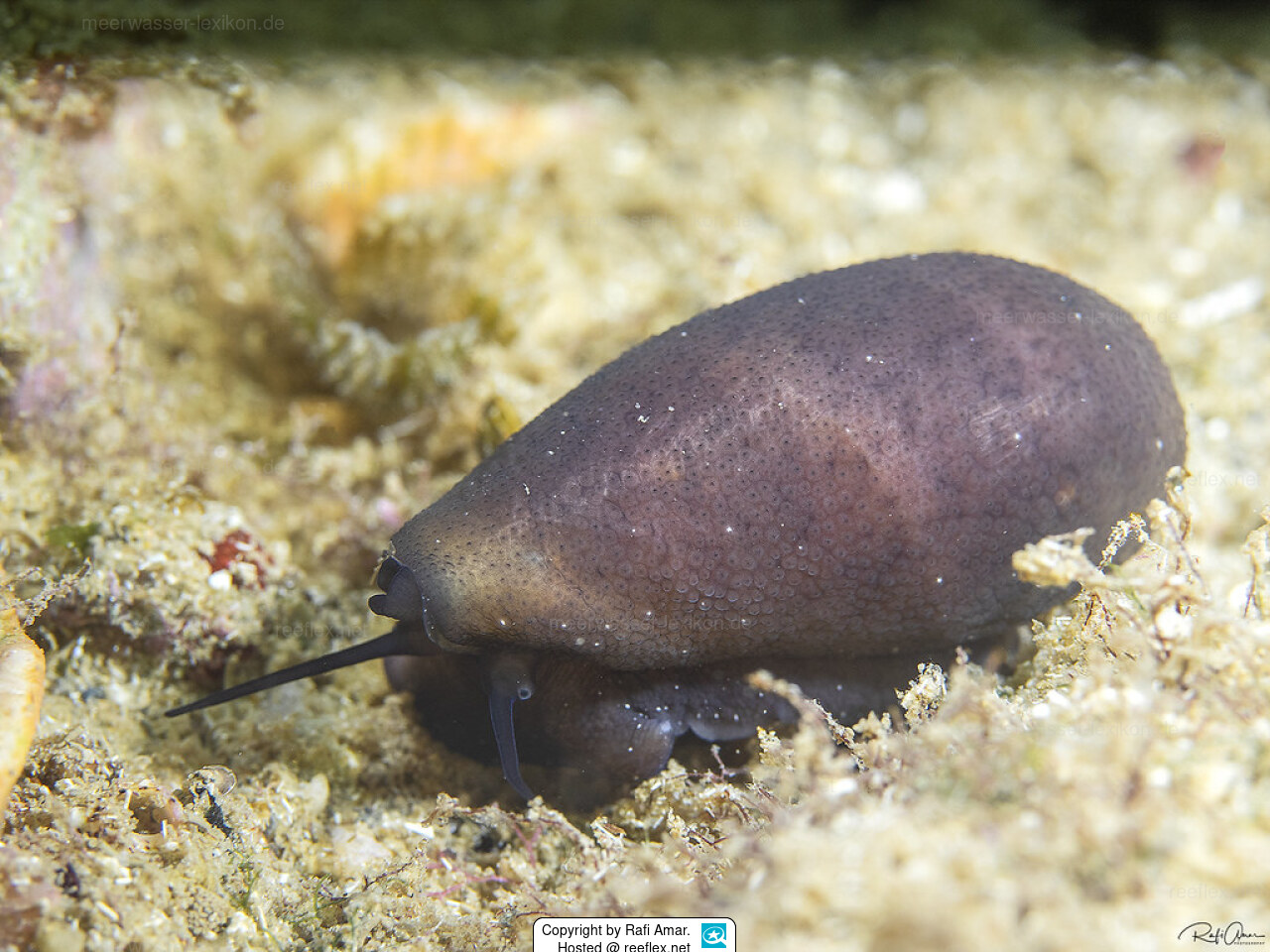 Luria lurida Brown cowry, Lurid cowrie