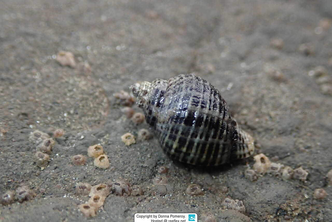 Acanthinucella spirata Angular Unicorn , Angled unicorn