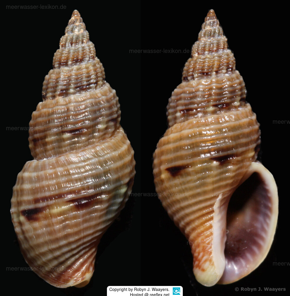 Amphissa versicolor Variegated Amphissa