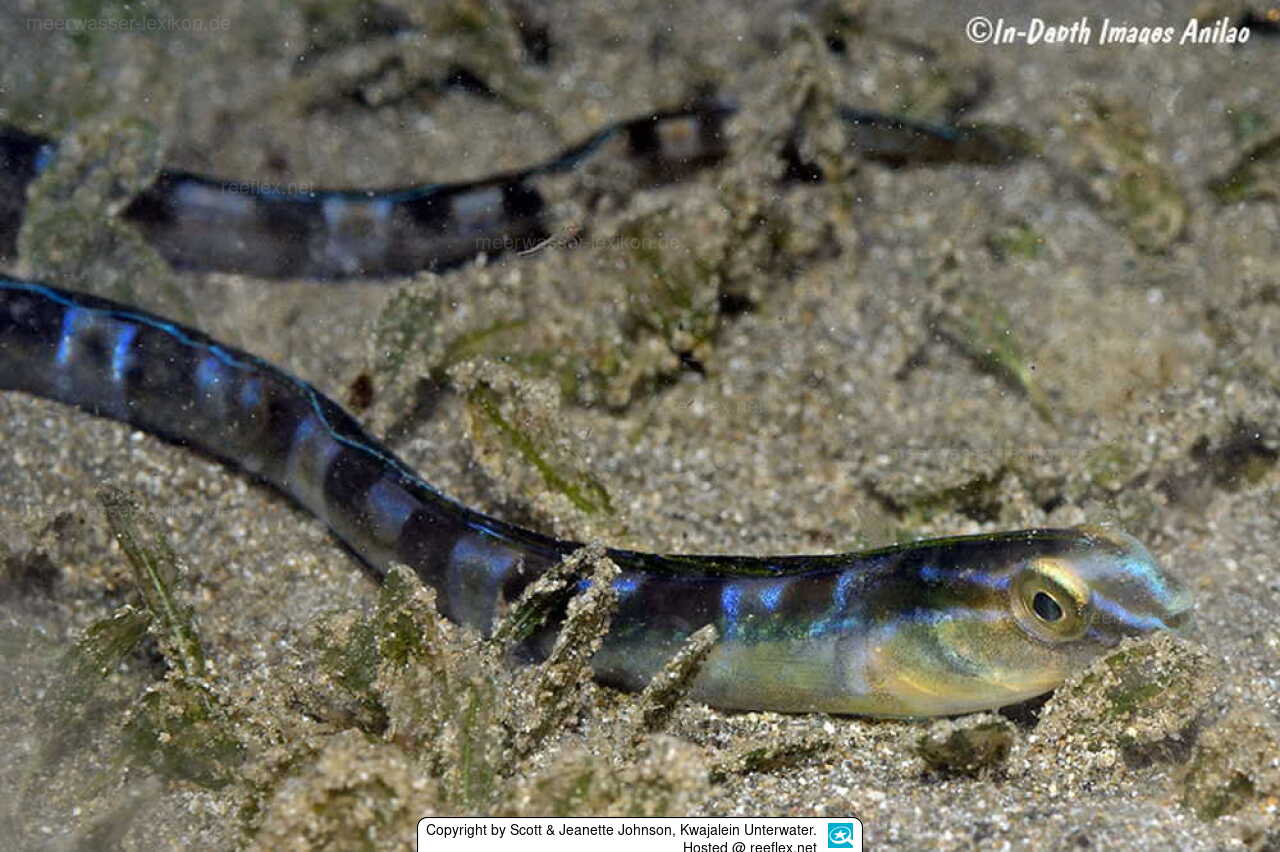 Xiphasia setifer Eel Blenny, Hair-tail Blenny, Snake Blenny