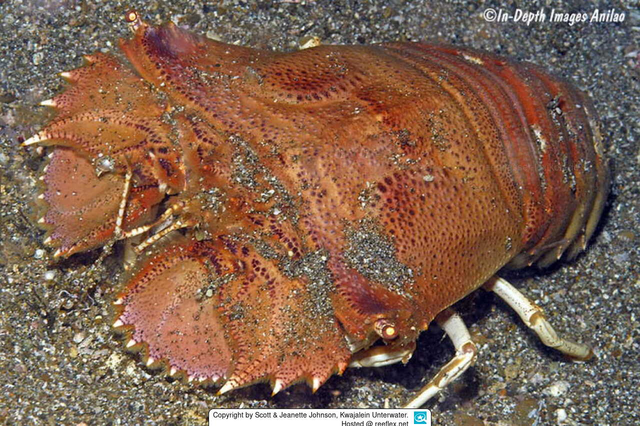 Thenus orientalis Großer Bärenkrebs