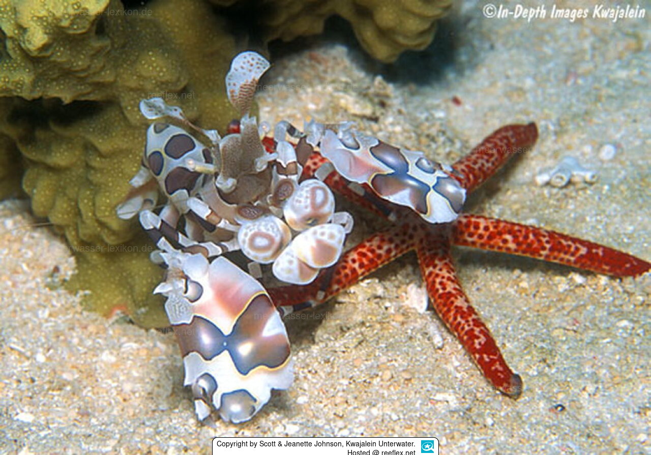 Hymenocera picta Harlequin Shrimp