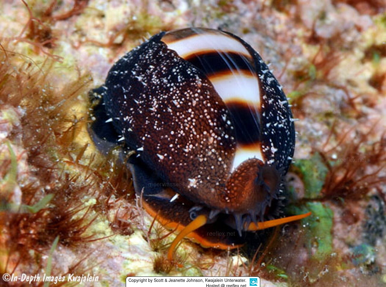 Palmadusta asellus Asellus Kauri