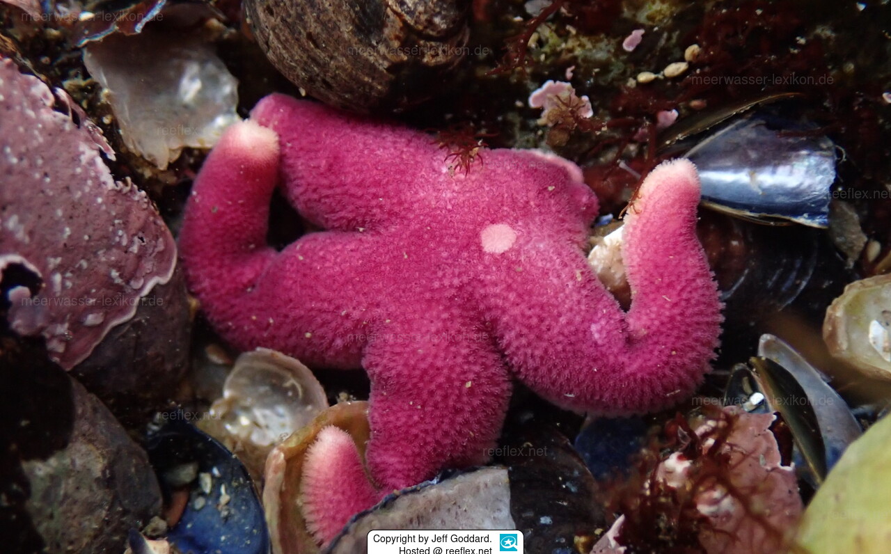 Henricia sanguinolenta Blood Sea Star, Pink Sea Star, Northern Henricia,