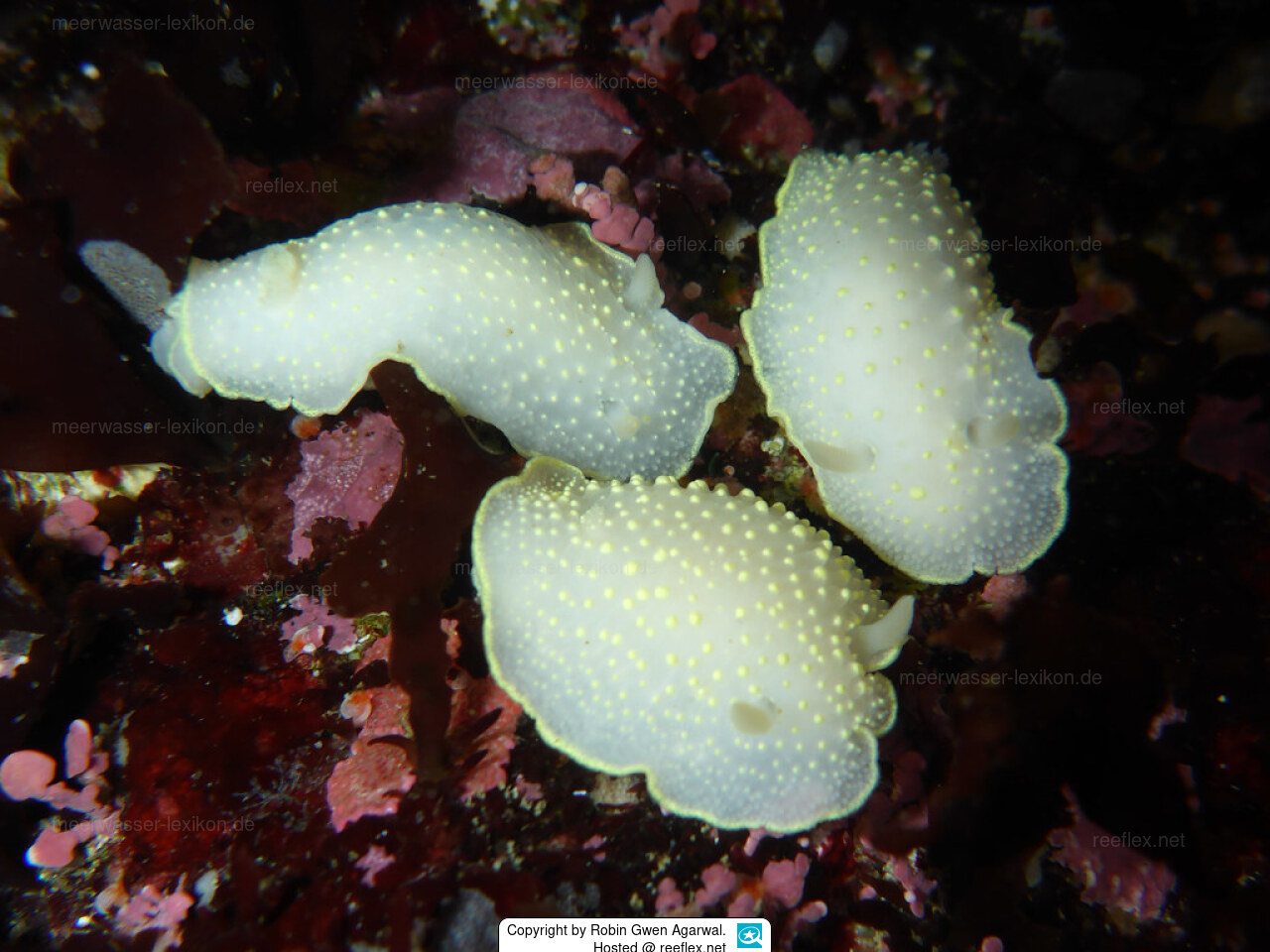 Cadlina luteomarginata Yellow-edge Cadlina, Yellow-rim Cadlina, Yellow ...
