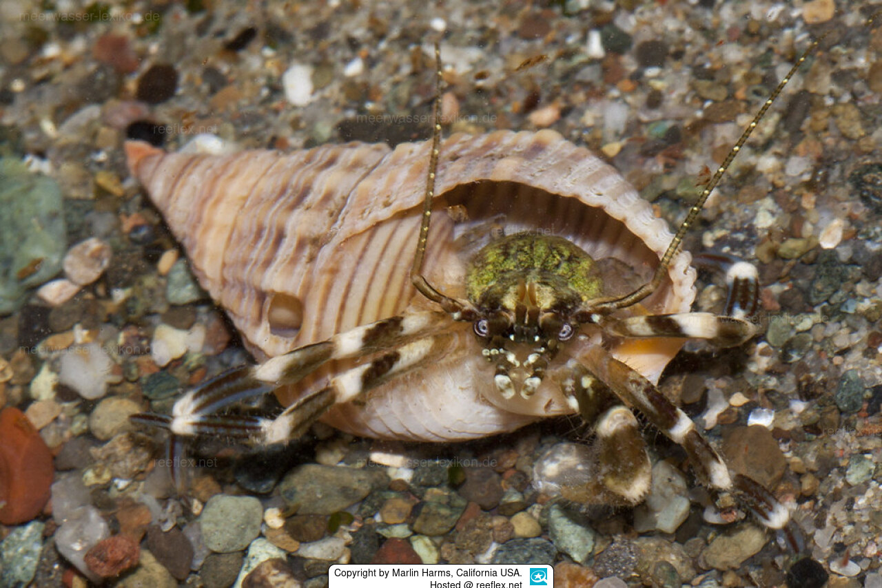 Pagurus hirsutiusculus Hairy Hermit Crab