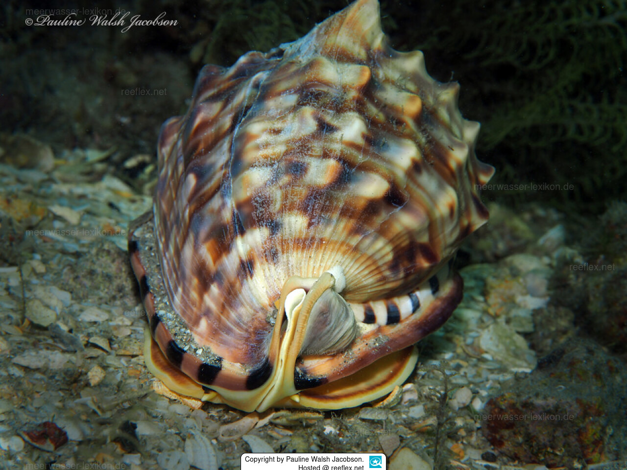 Cassis tuberosa Helmschnecke