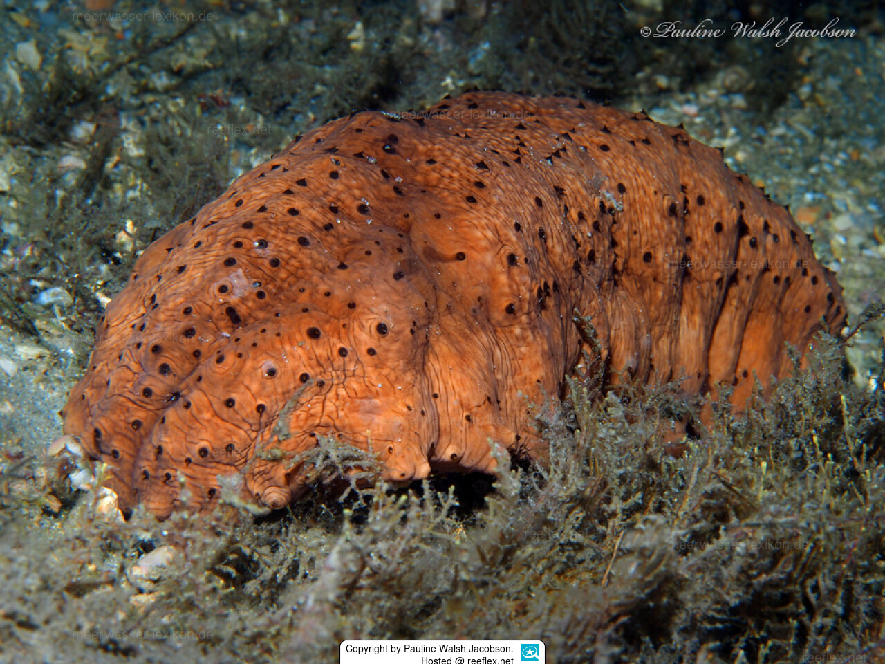 Isostichopus badionotus Three-rowed sea cucumber, chocolate chip sea ...