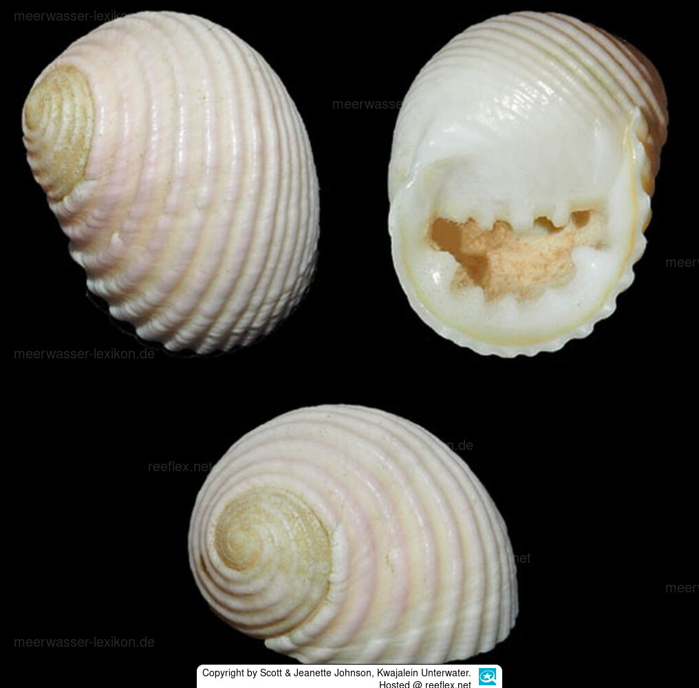Nerita plicata Plicate Nerite