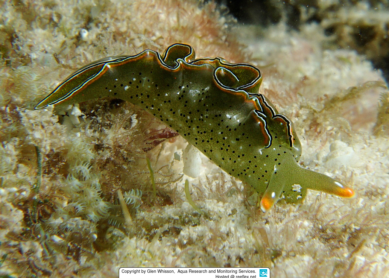 Elysia marginata Dark-margined sapsucking slug