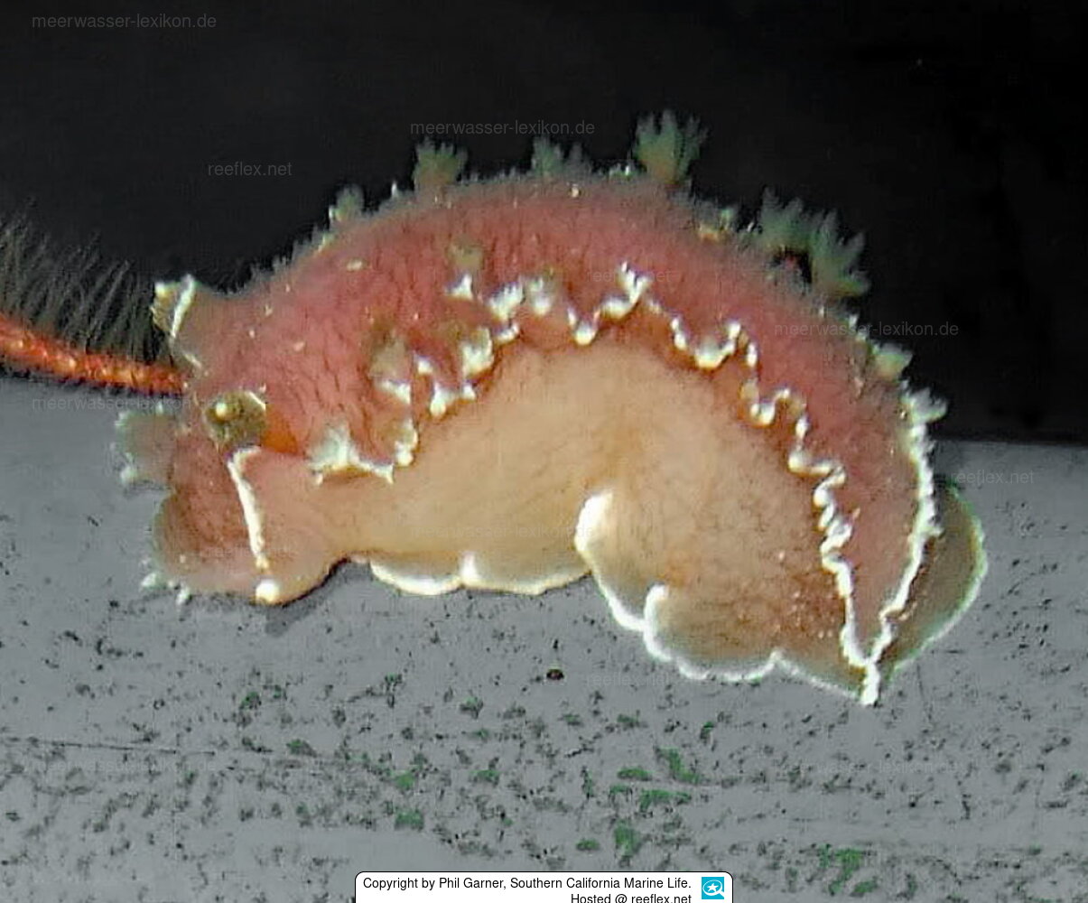 Tritonia exsulans Titonid Nudibranch