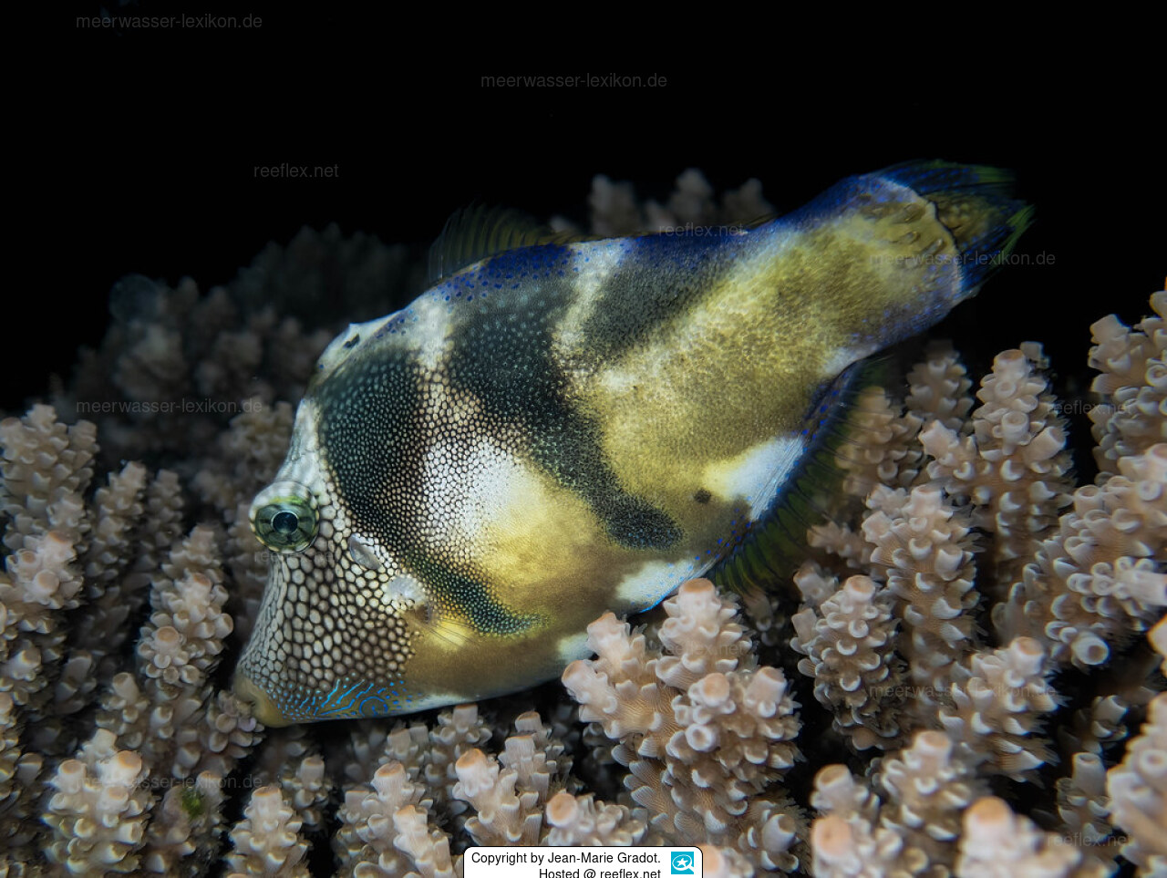 Canthigaster valentini Banded Toby, Black-saddled Toby, Black Saddled ...