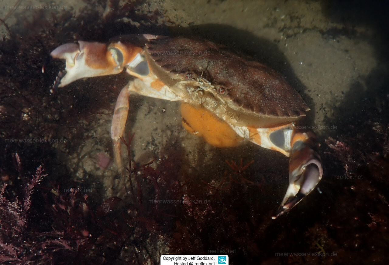 Metacarcinus anthonyi Yellow Rock Crab, Yellow Crab