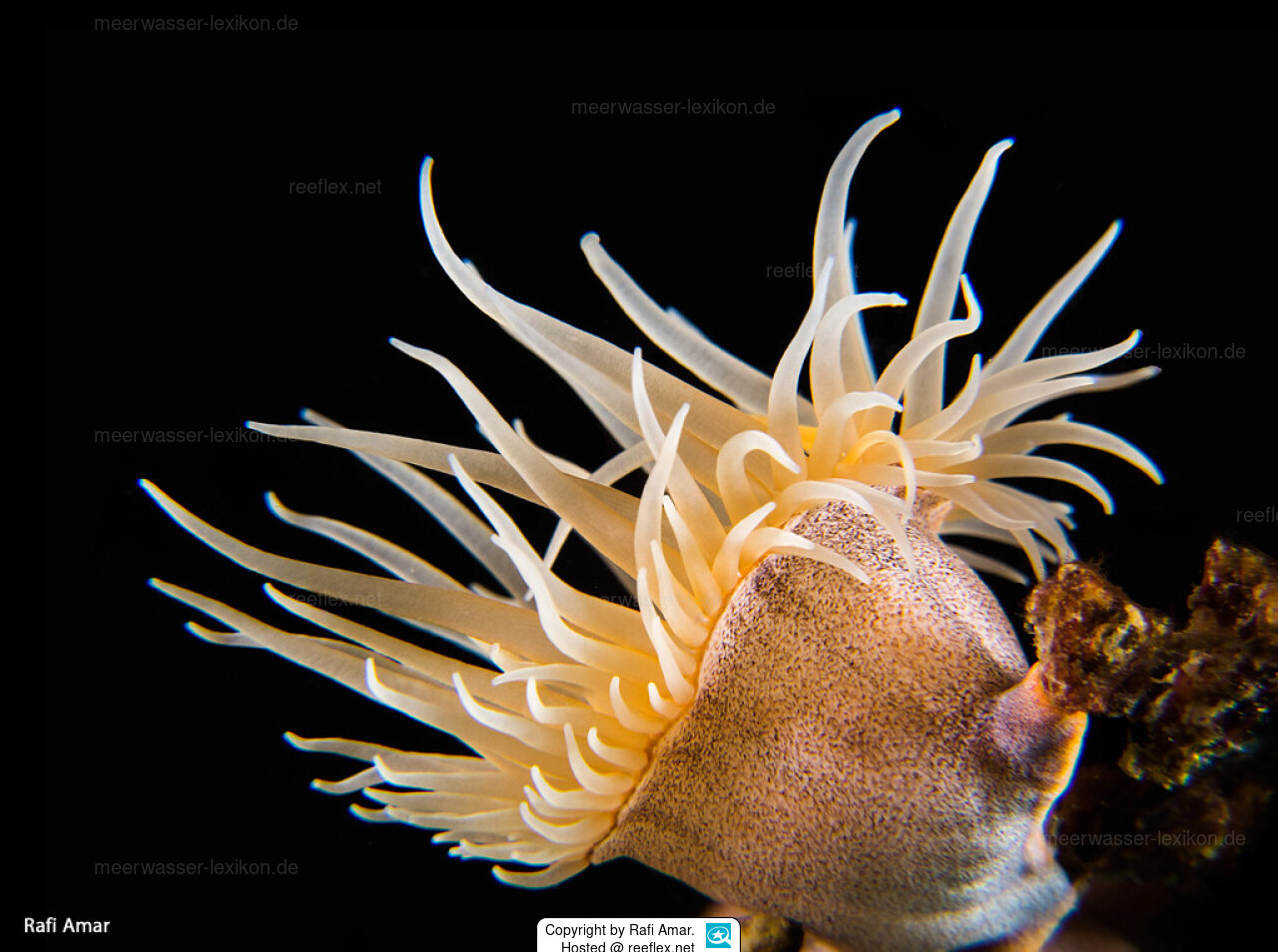 Nemanthus nitidus Gorgonian Wrapper