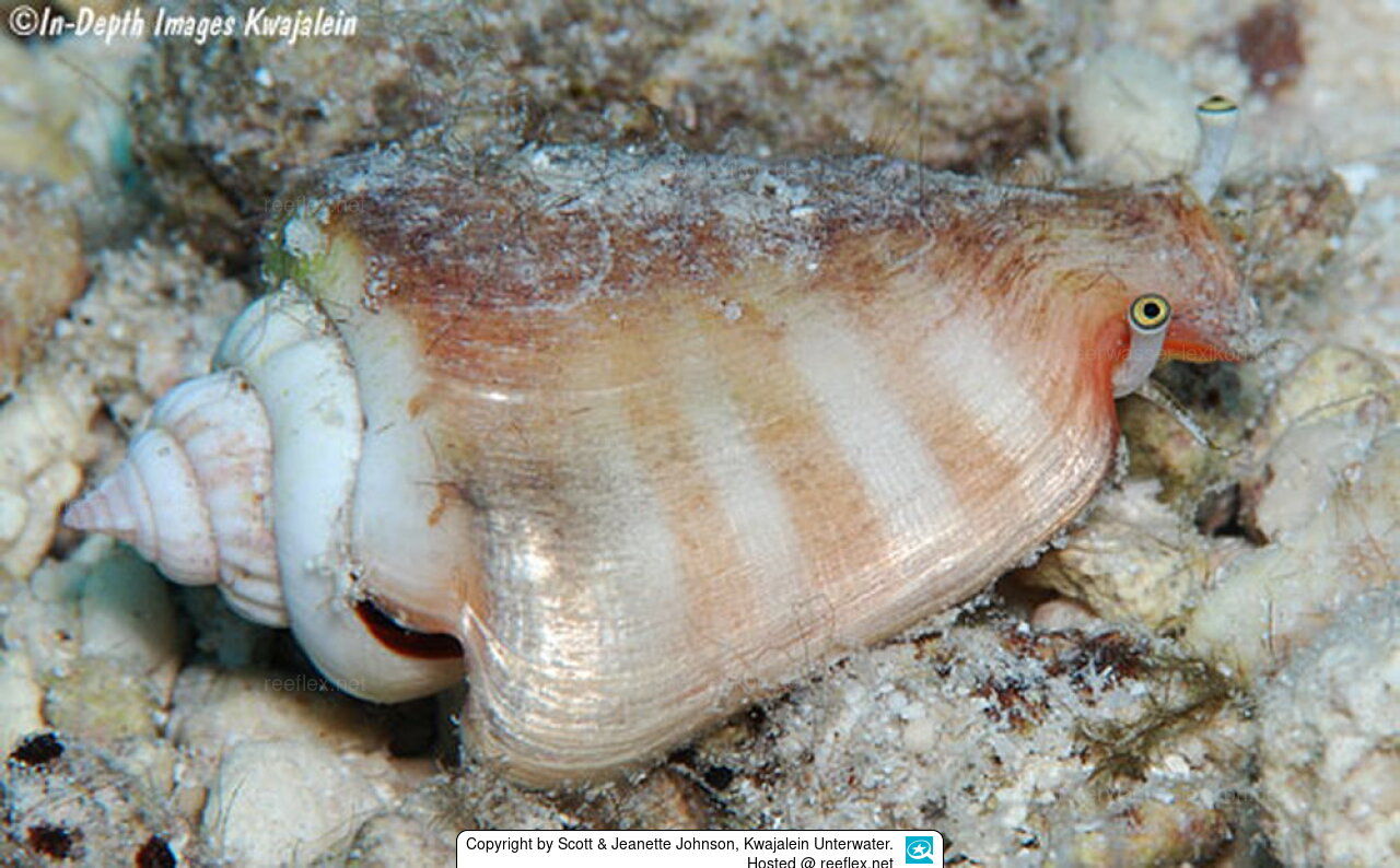 Conomurex luhuanus Strawberry Conch, Red-mouth Stromb