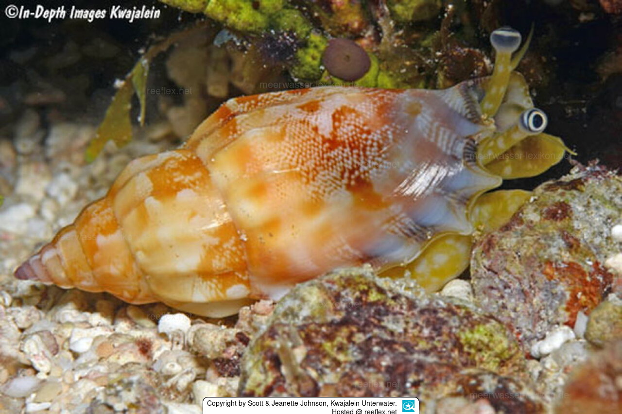 Tridentarius dentatus Toothed conch, Samar conch