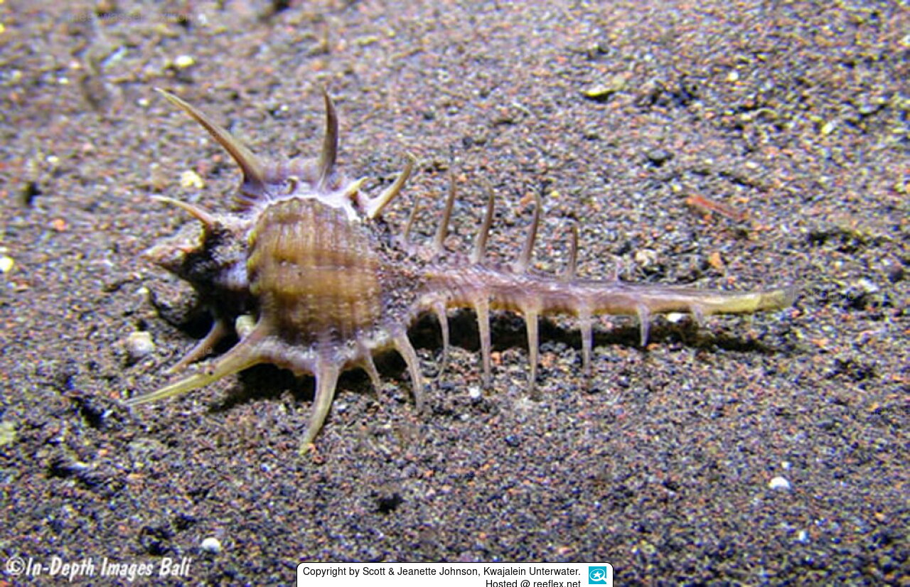 Murex tribulus Caltrop Murex, Bramble Murex