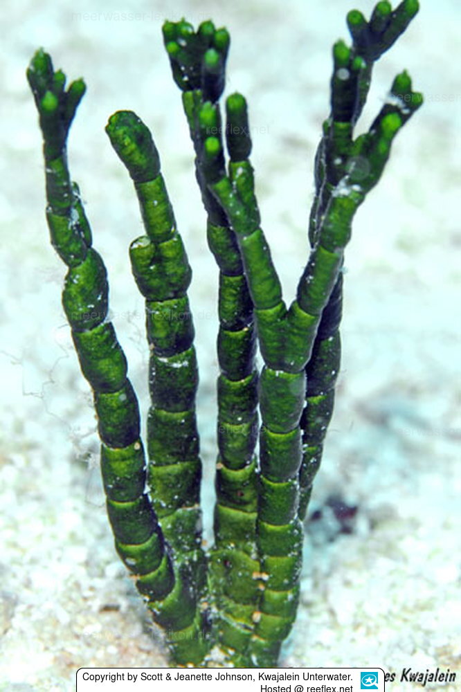 Halimeda cylindracea Cylinder Halimeda