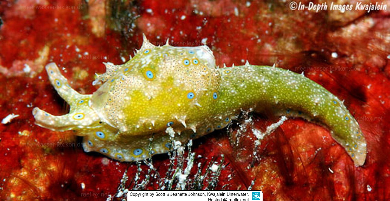 Oxynoe jordani Sapsucking Slug