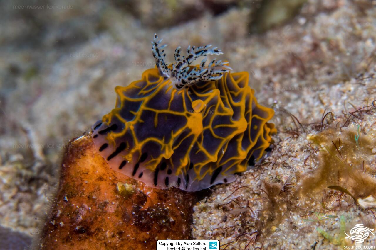 Halgerda wasinensis nudibranch