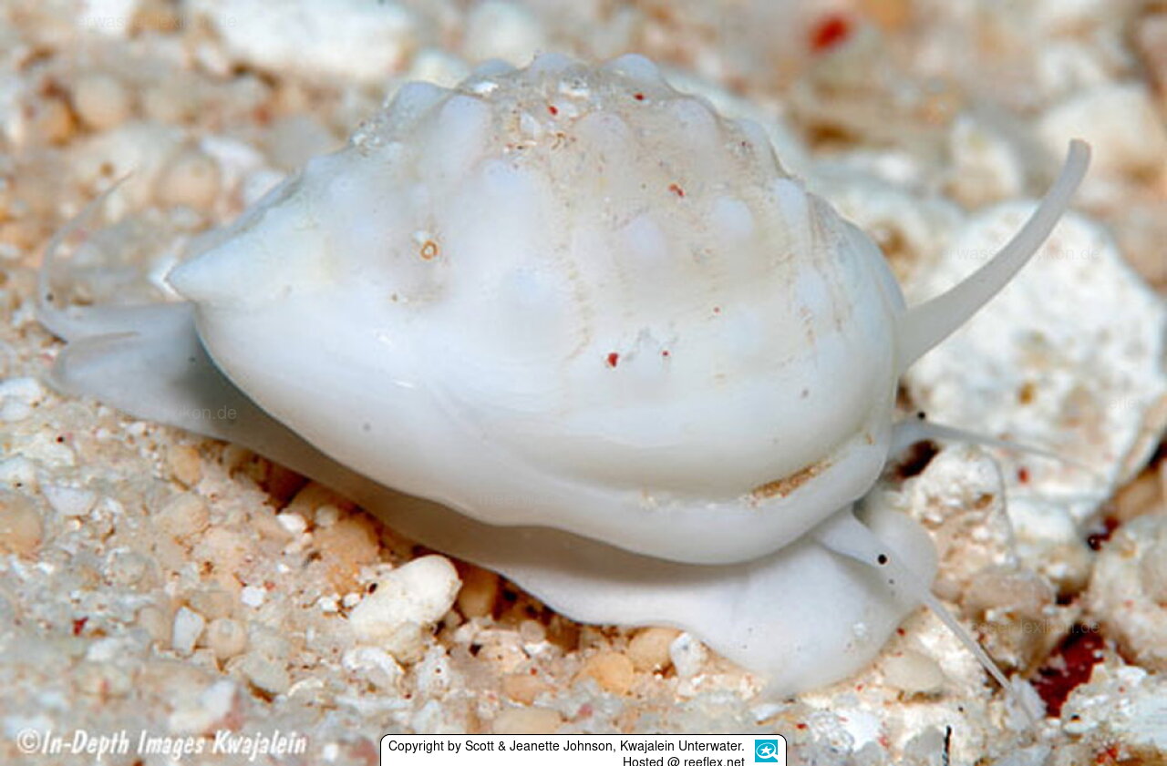 Nassarius granifer Granulated Dog Whelk, Granulated Nassa