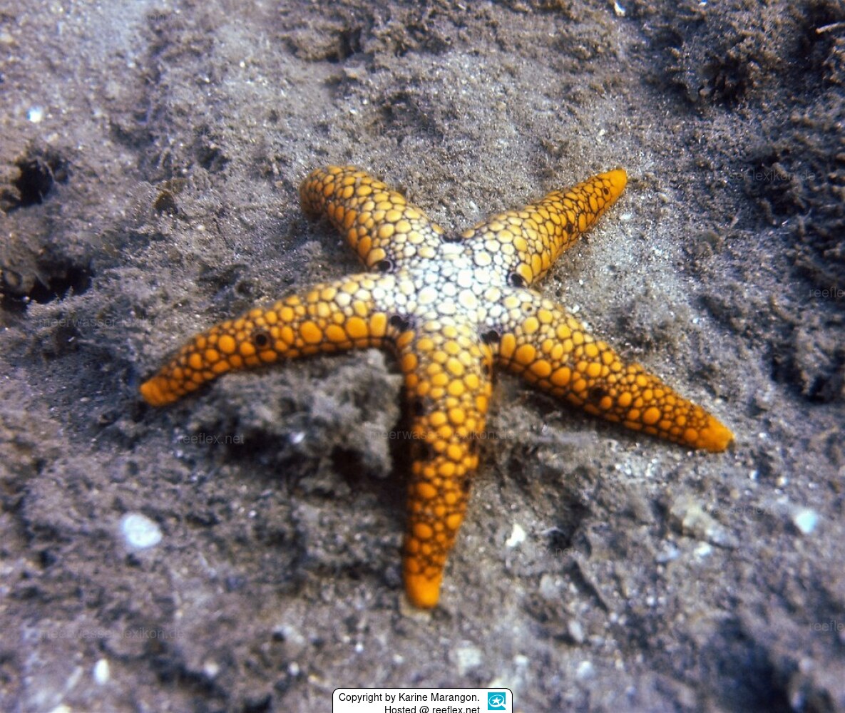 Ferdina mena Rotpunkt-Seestern