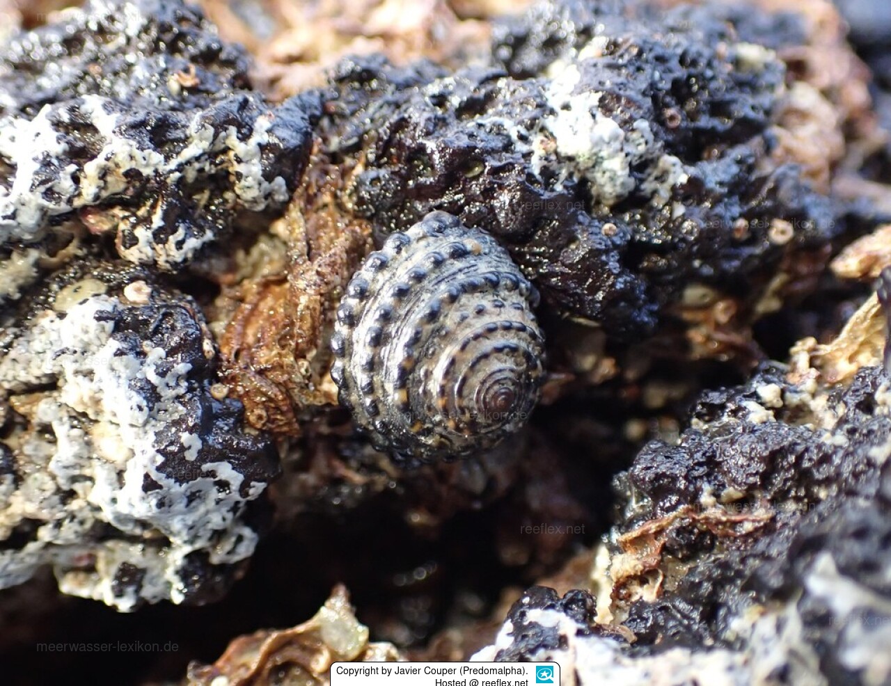 Diloma bicanaliculatum Knobbed Top Shell