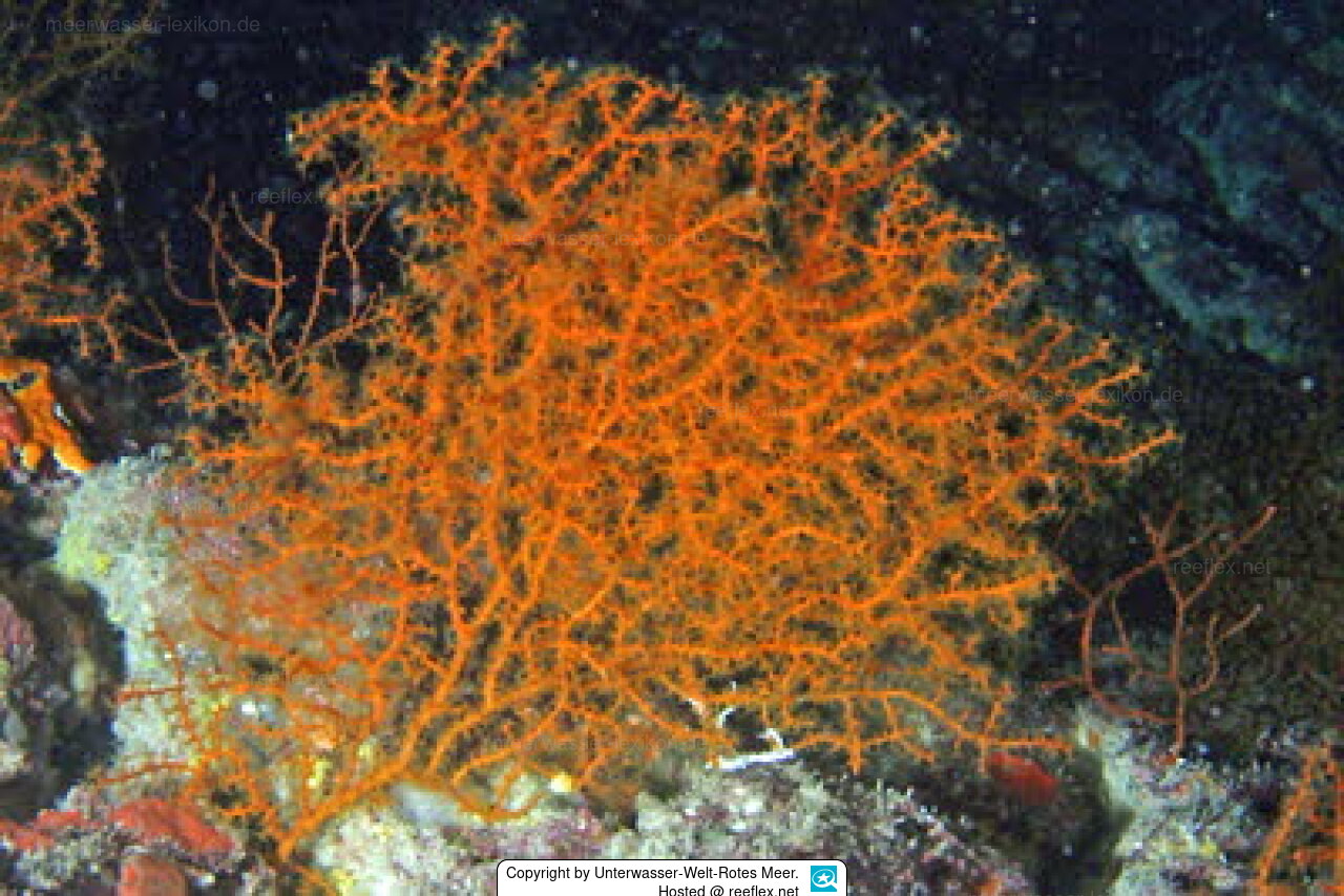 Melithaea sinaica Sinai Seafan, Knotted Sea Fan