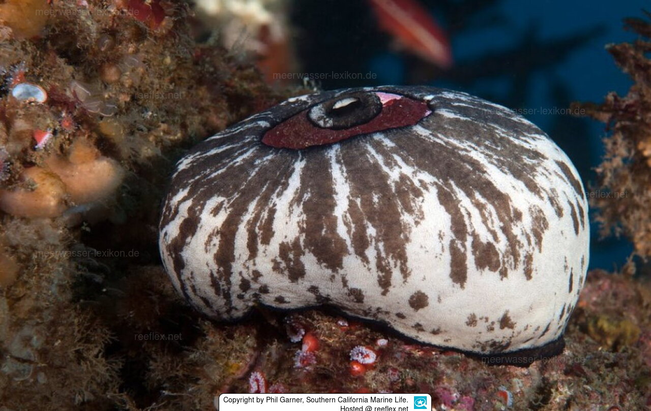 Megathura crenulata Giant keyhole limpet