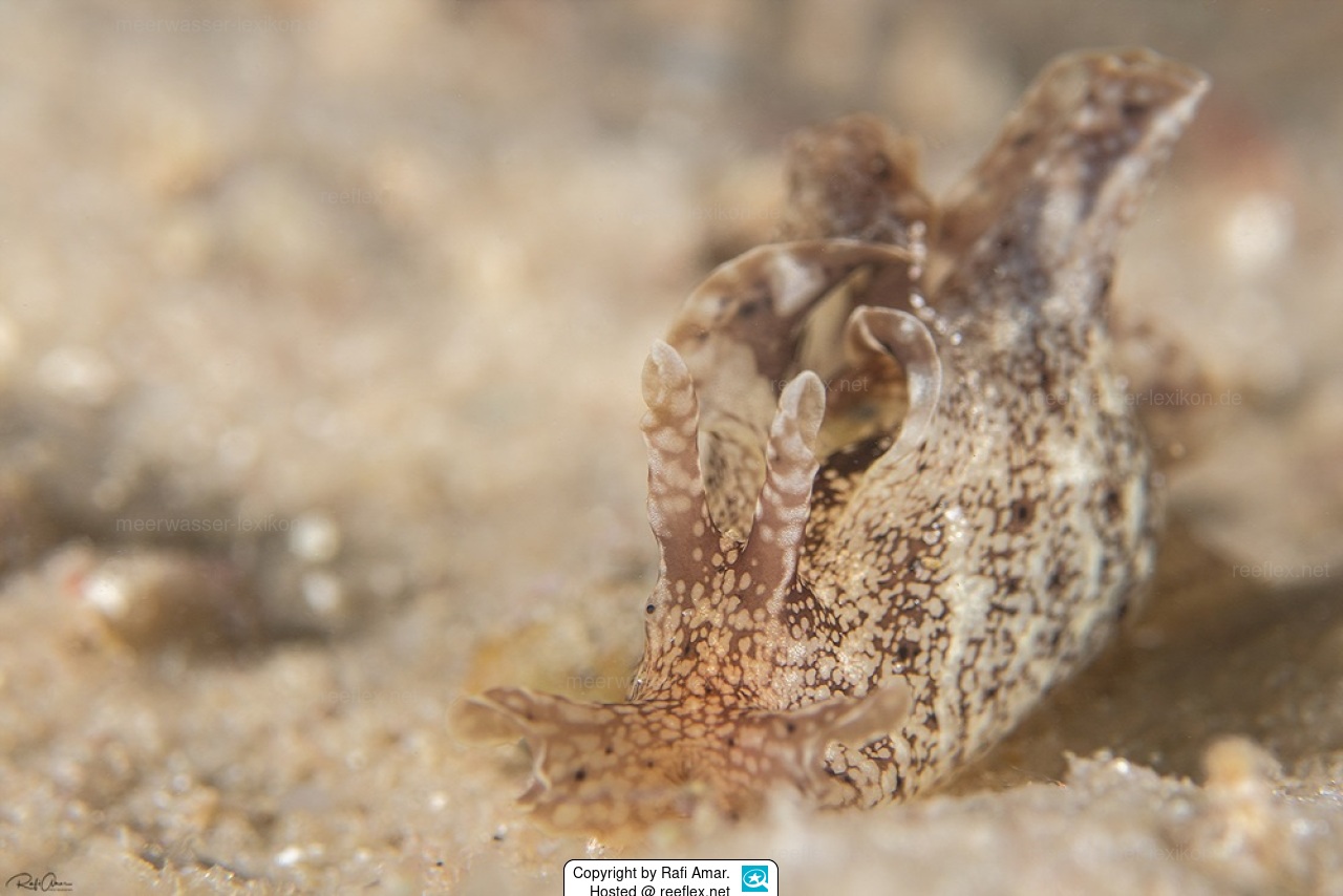 Aplysia reticulata Reticulated Seahare