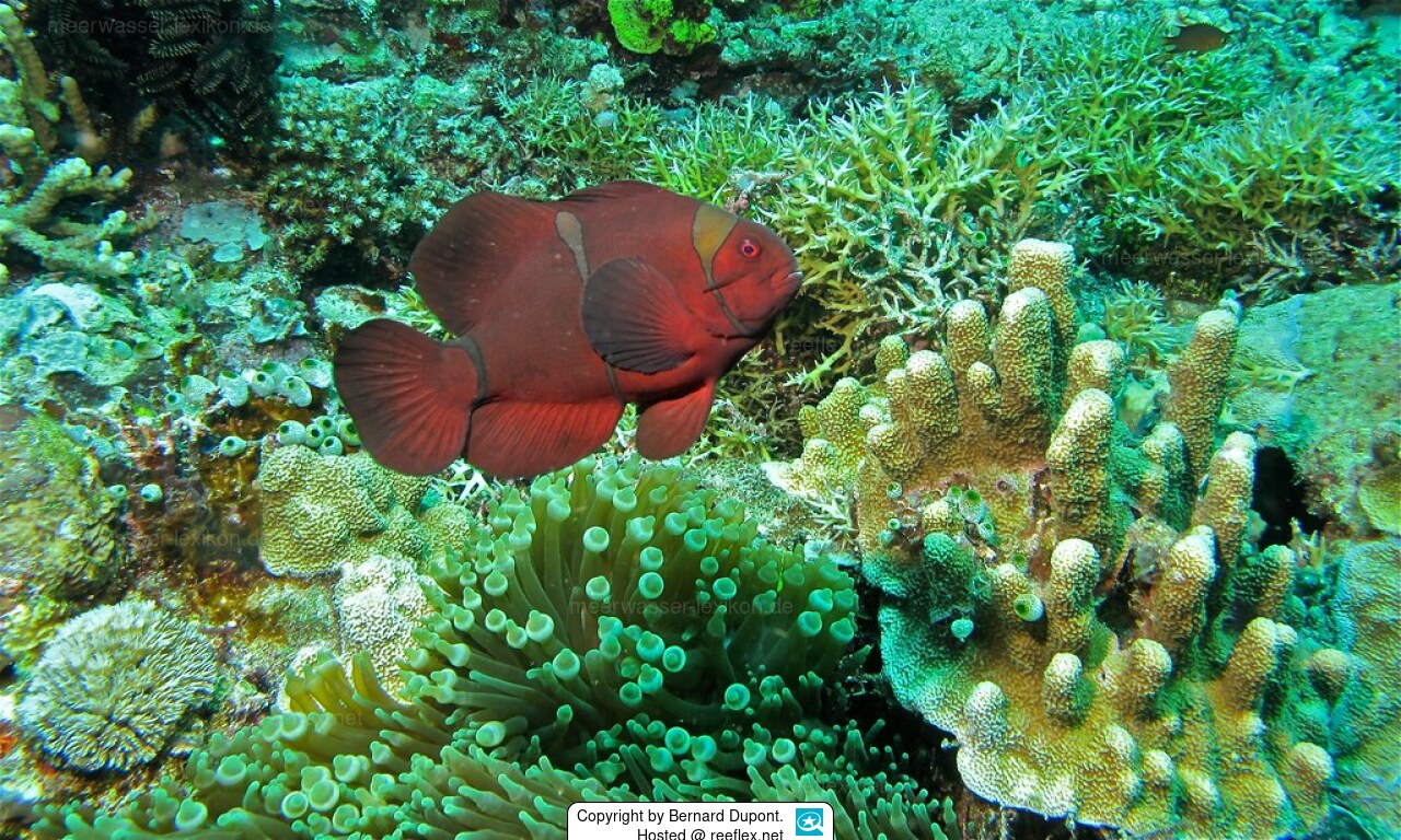 Premnas biaculeatus pine-cheek Anemonefish, Spine-cheeked Anemone-fish ...