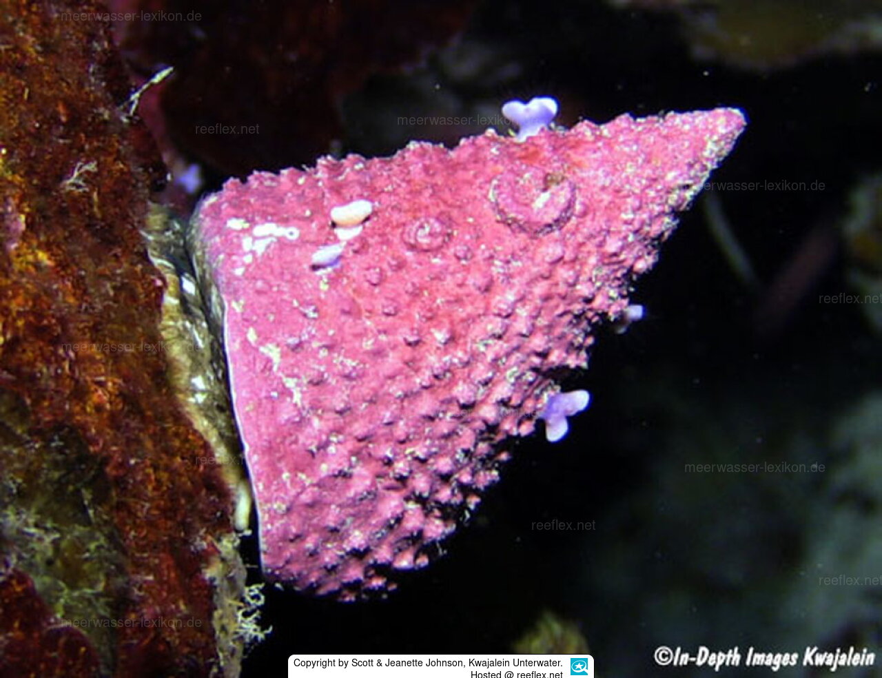 Tectus triserialis Tall Top Shell